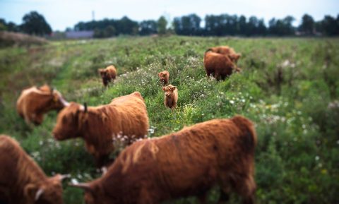 Kulning - Epic Explorations